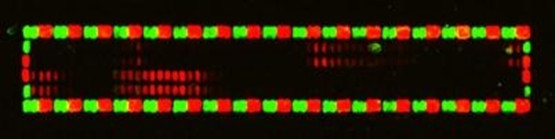 Peptide Microarrays – AS ONE INTERNATIONAL
