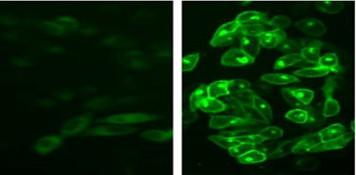 Stable Cell Lines – AS ONE INTERNATIONAL