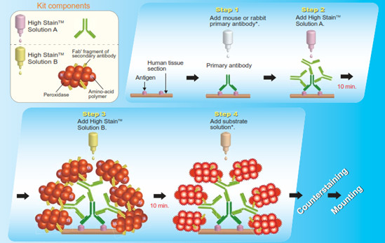 IHC Detection – AS ONE INTERNATIONAL