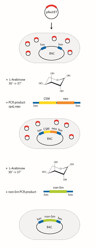 Red/ET Recombineering – AS ONE INTERNATIONAL