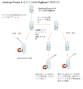 GenScript-Western – AS ONE INTERNATIONAL
