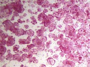 TRAP Staining Kit – AS ONE INTERNATIONAL